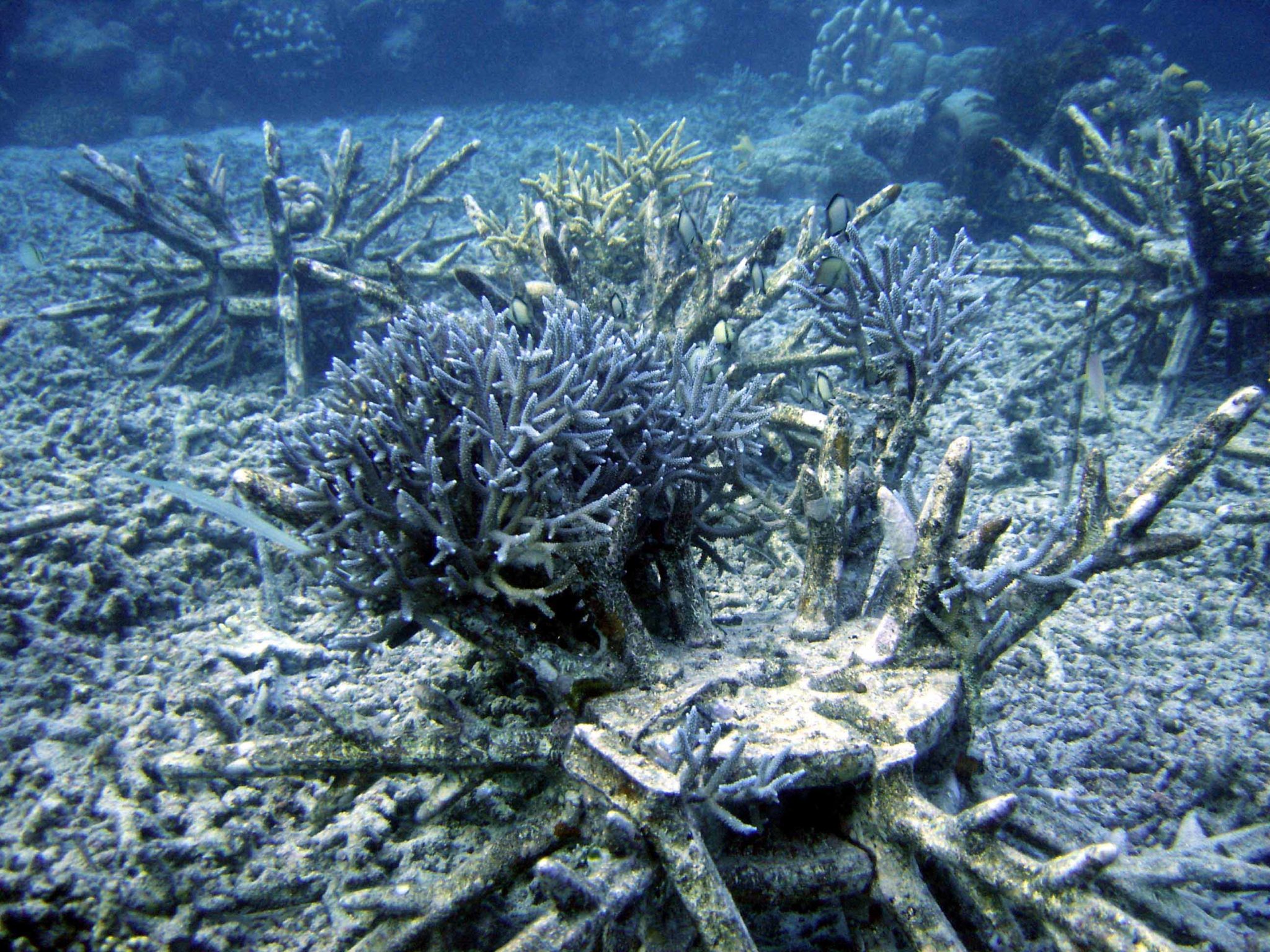 Alung Banoa - Seacology