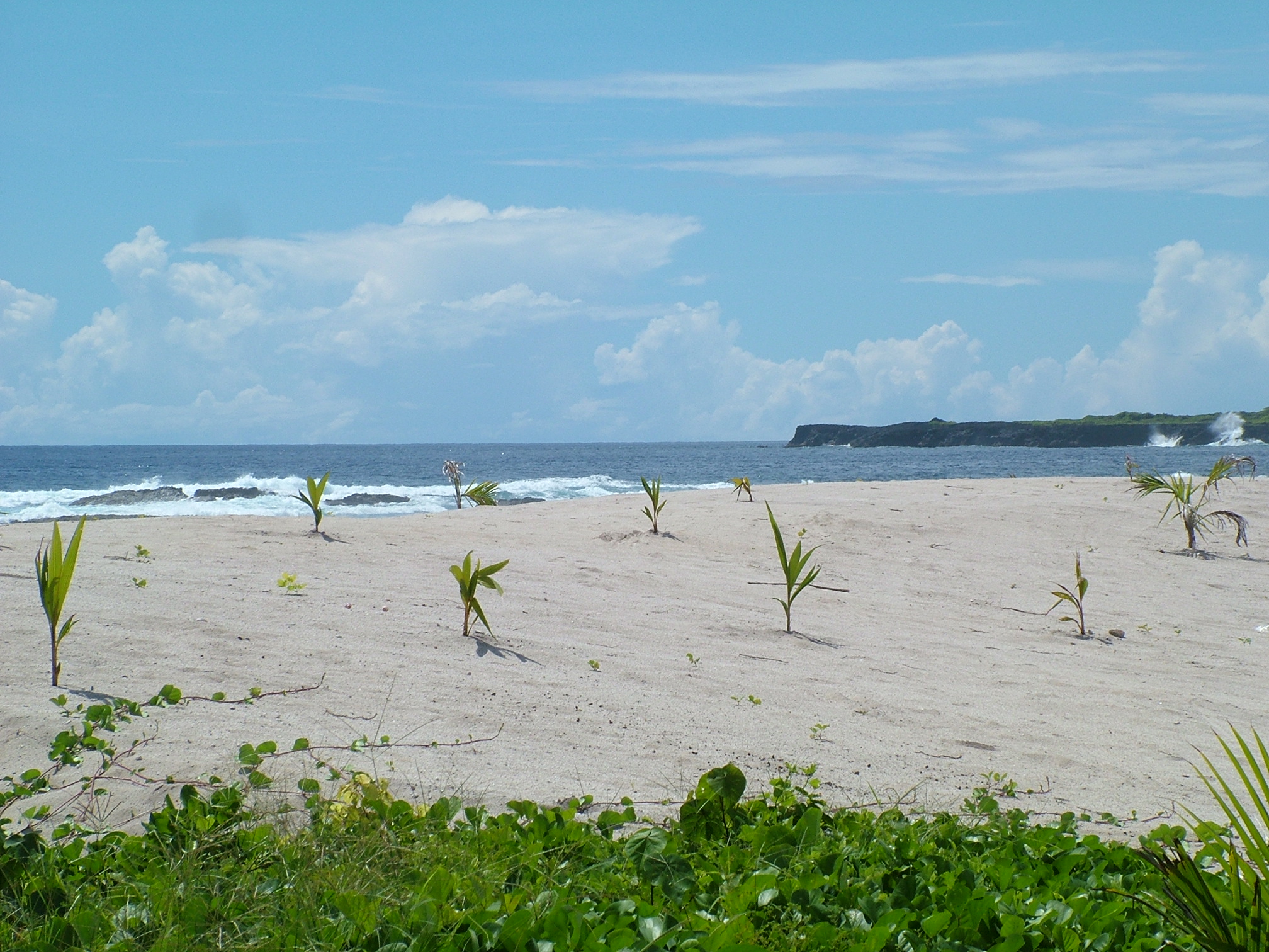 Falealupo - Seacology