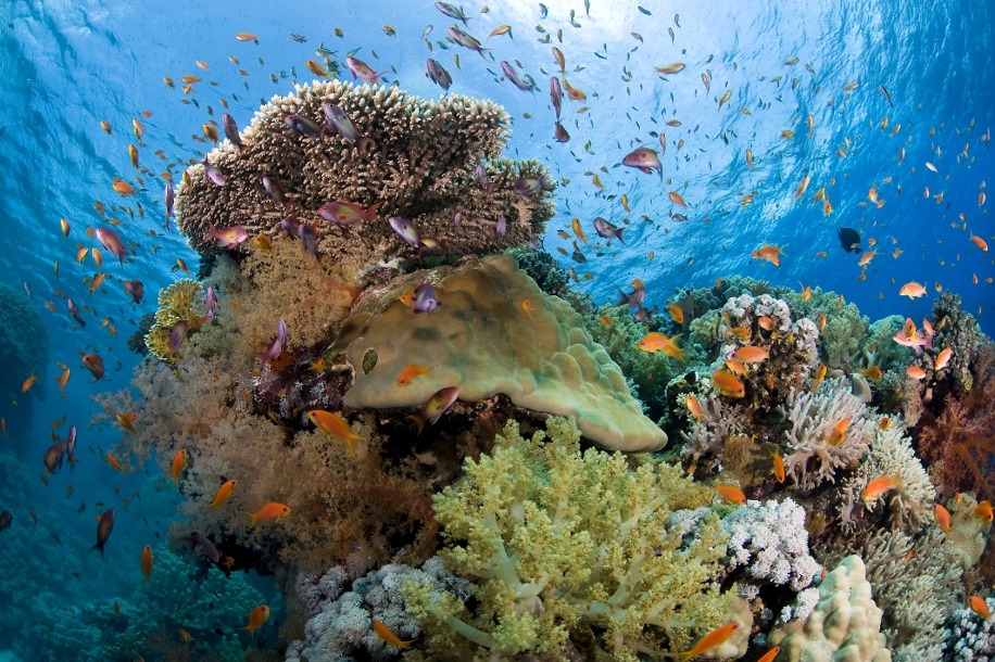 Wadi El Gemal National Park - Seacology