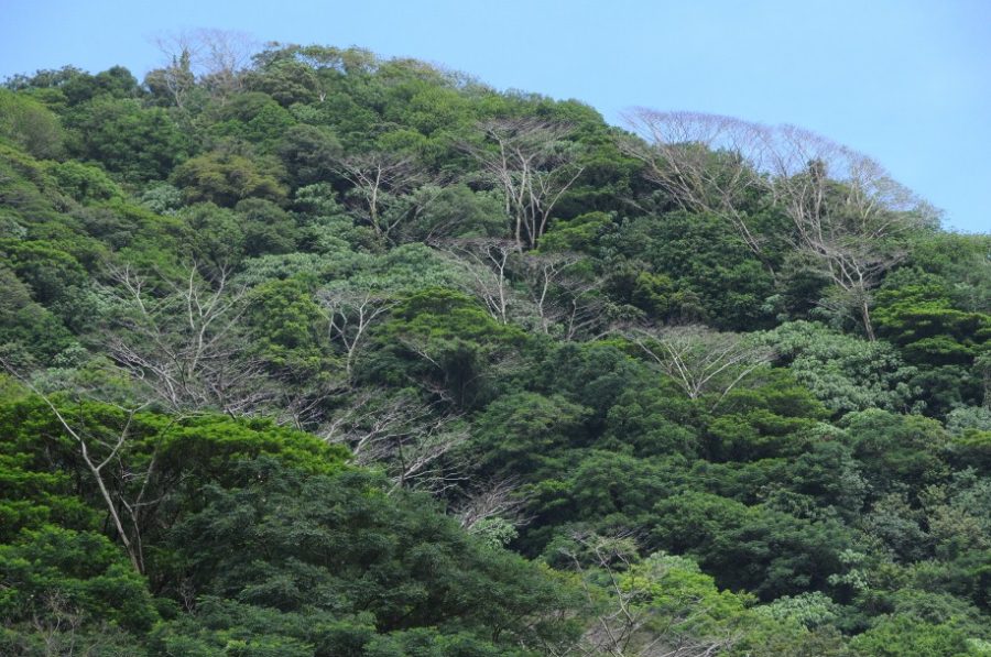 Pago Pago - Seacology
