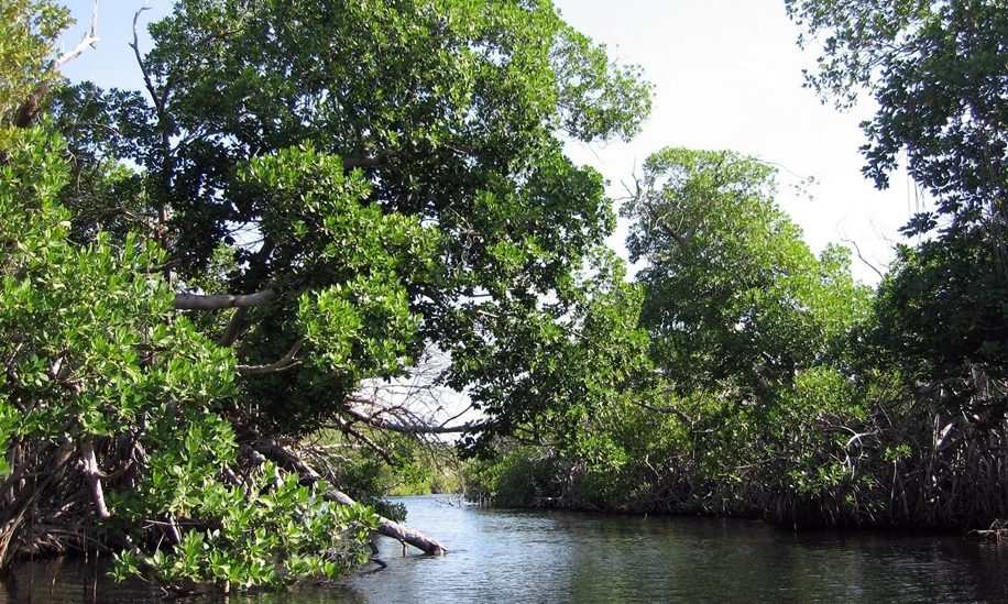 Seacology | Portland Bight Protected Area | Seacology