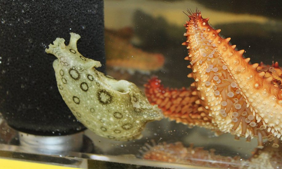 San Salvador Island - Seacology