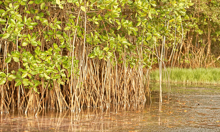 Seacology | Sri Lanka Mangrove Conservation Project | Seacology