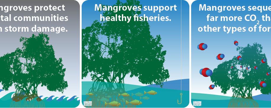 Seacology | Sri Lanka Mangrove Conservation Project - Seacology