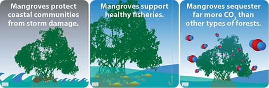 Seacology | Sri Lanka Mangrove Conservation Project | Seacology