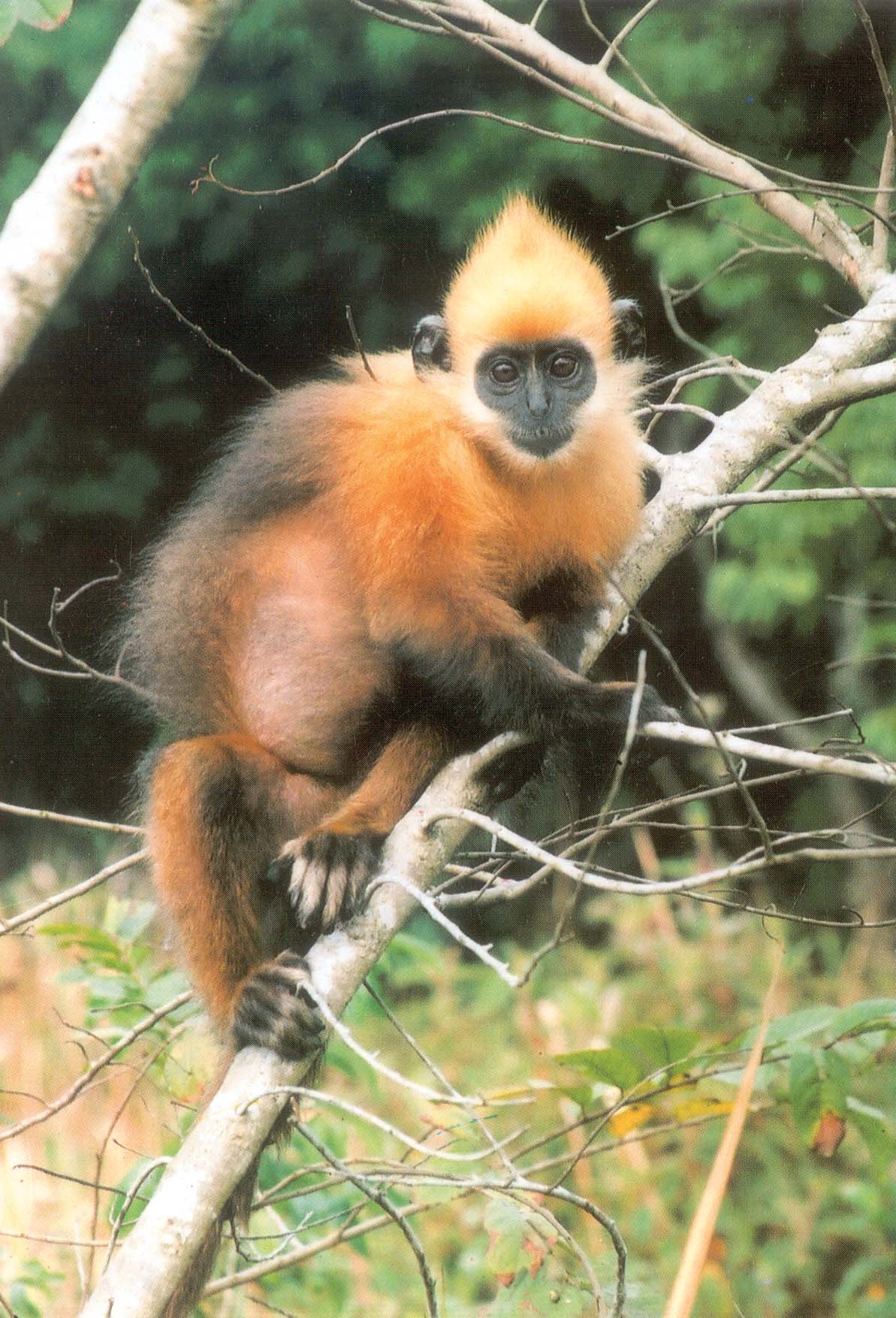 Celebrating 25 years of innovative island conservation - Seacology