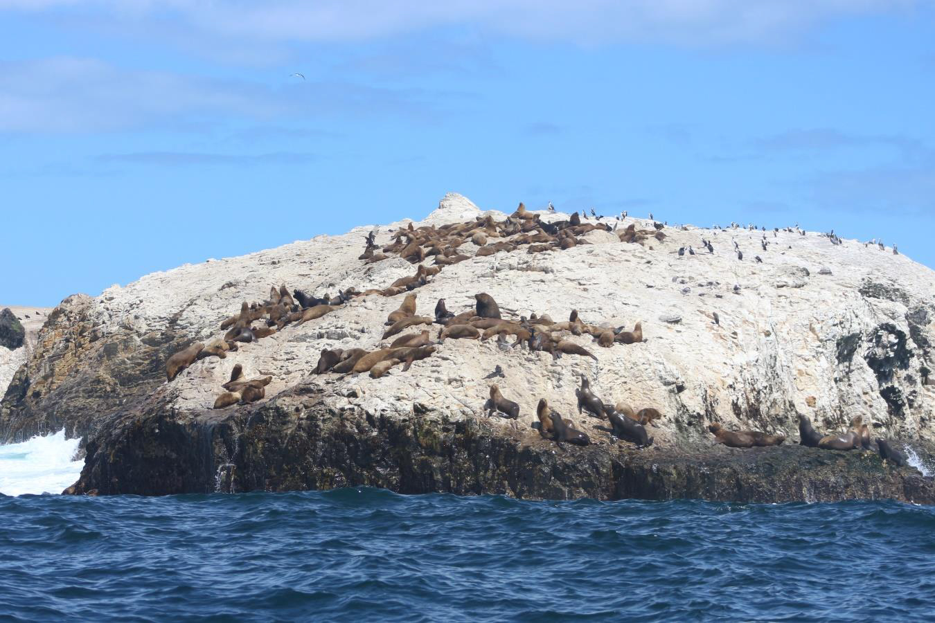 Doña Sebastiana Island - Seacology