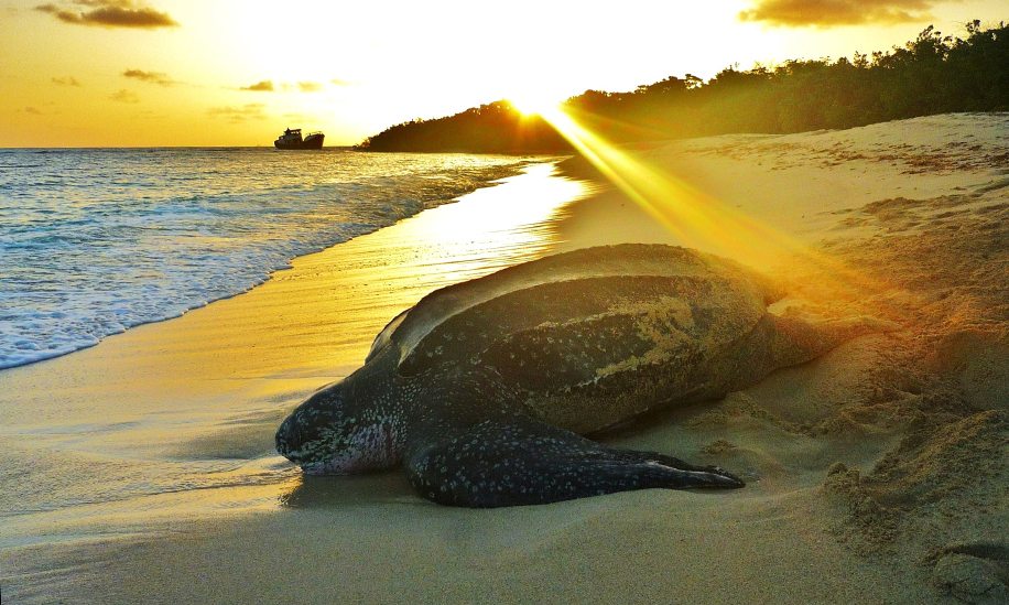 Carriacou Island - Seacology
