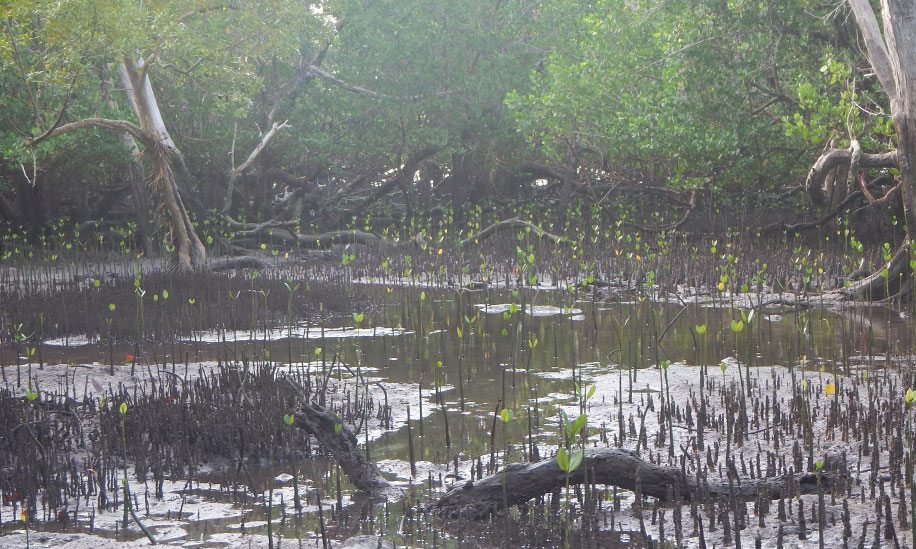 Mangrove project in Kenya nearly complete - Seacology