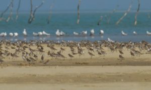 Sonadia Island` - Seacology