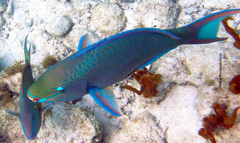 Protecting parrotfish and reefs on World Oceans Day - Seacology