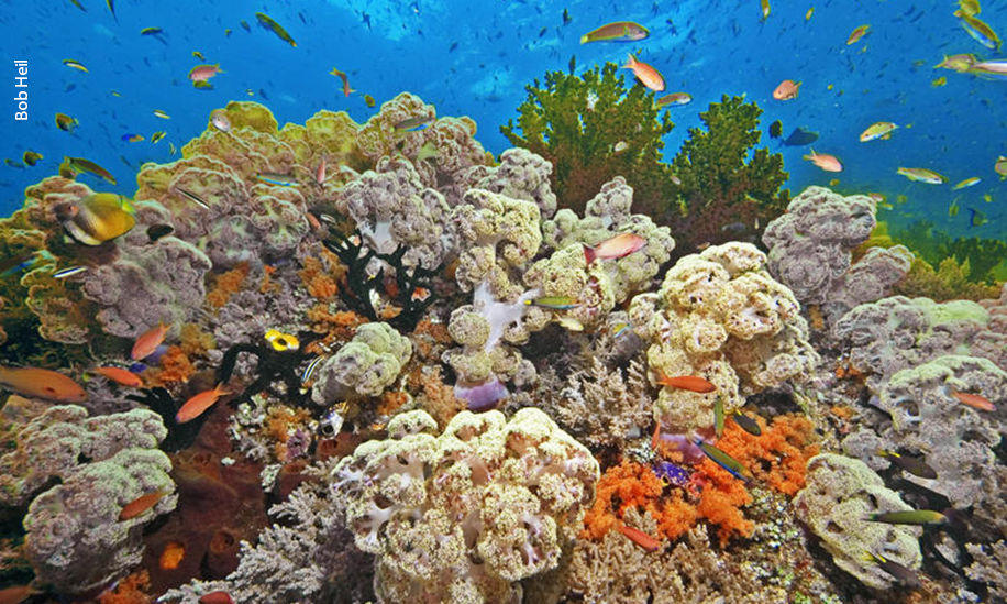 2018: A big year for islands - Seacology