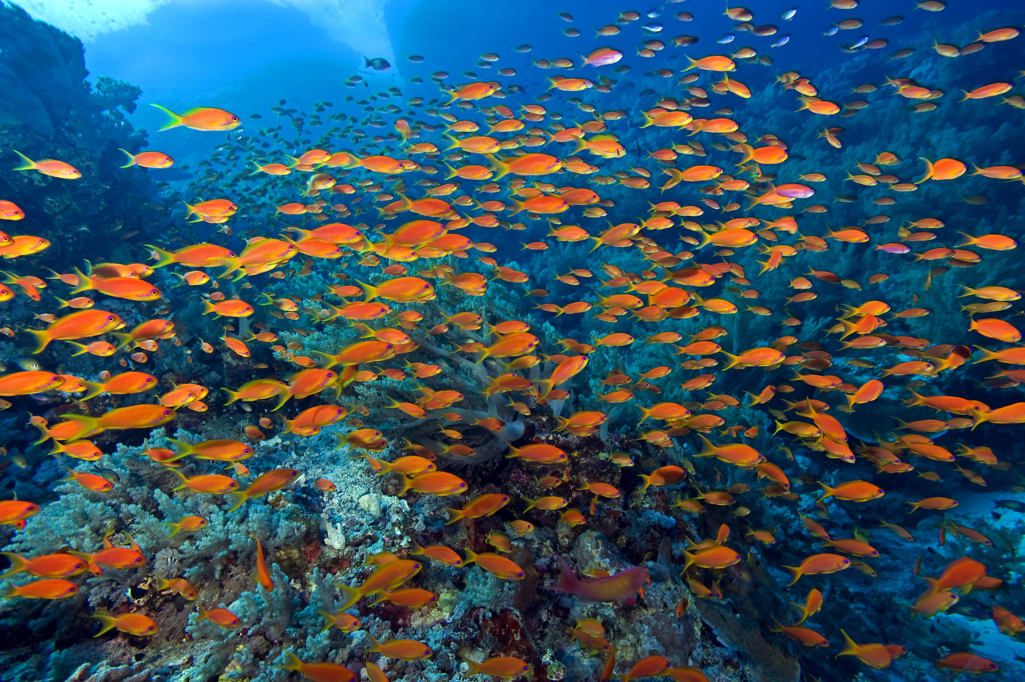 Our Supporters - Seacology