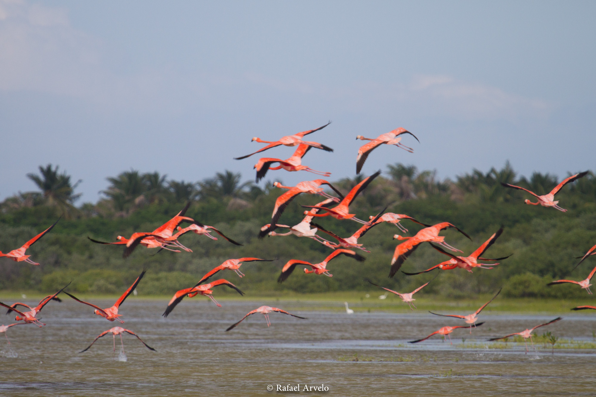 Dominican partners patrol lagoon to rescue flamingos - Seacology