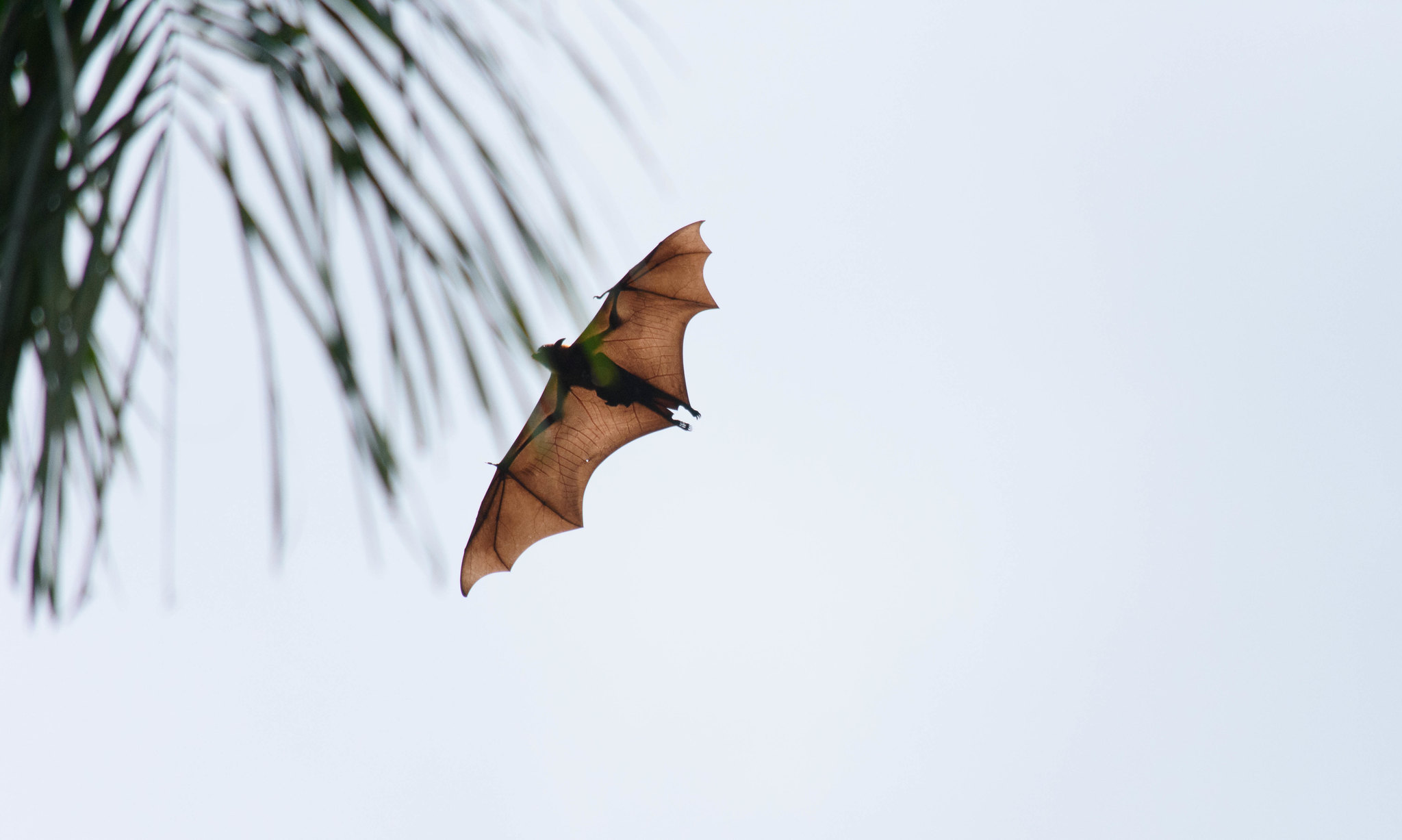 Furry flying friends - Seacology