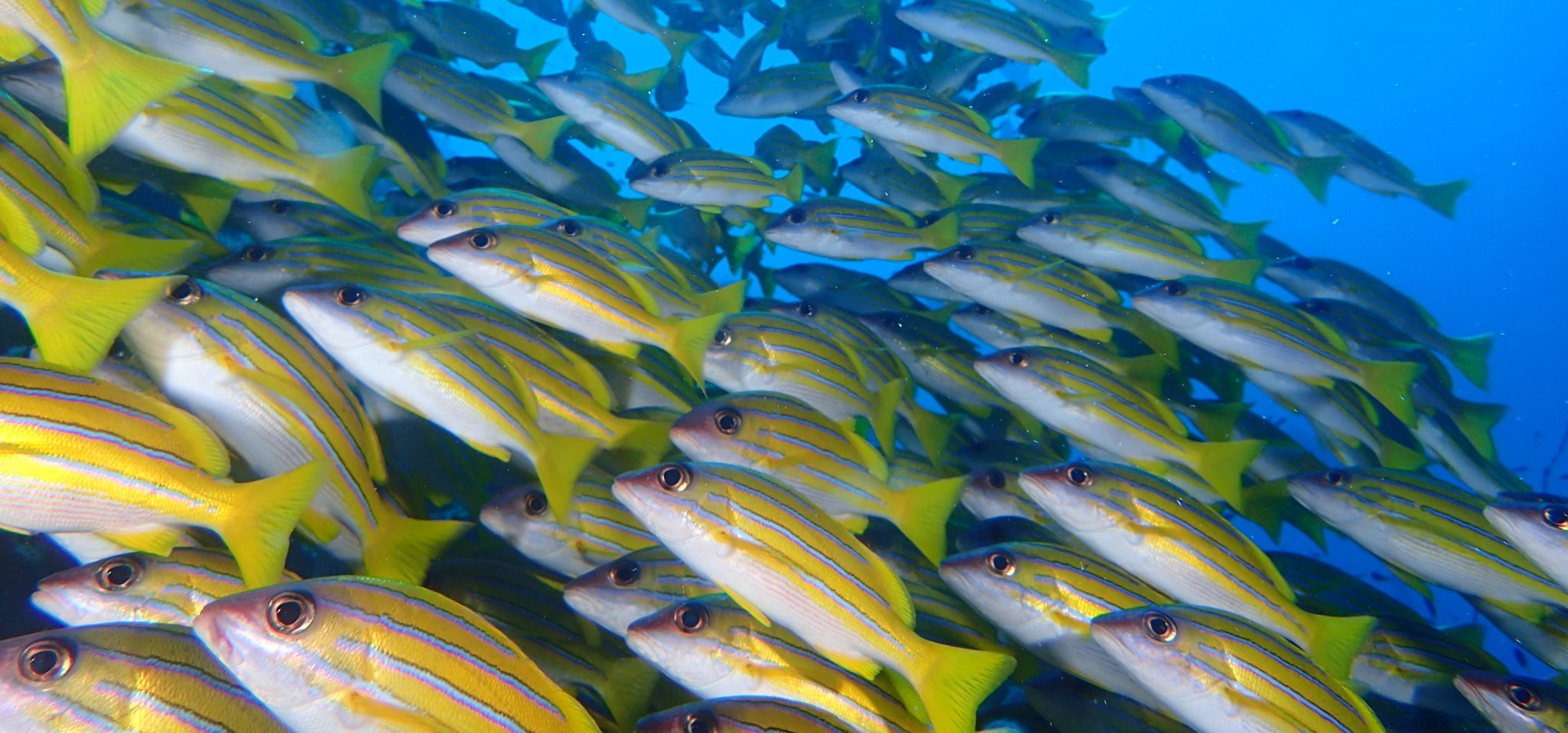 Micronesia: Little islands, big conservation results - Seacology