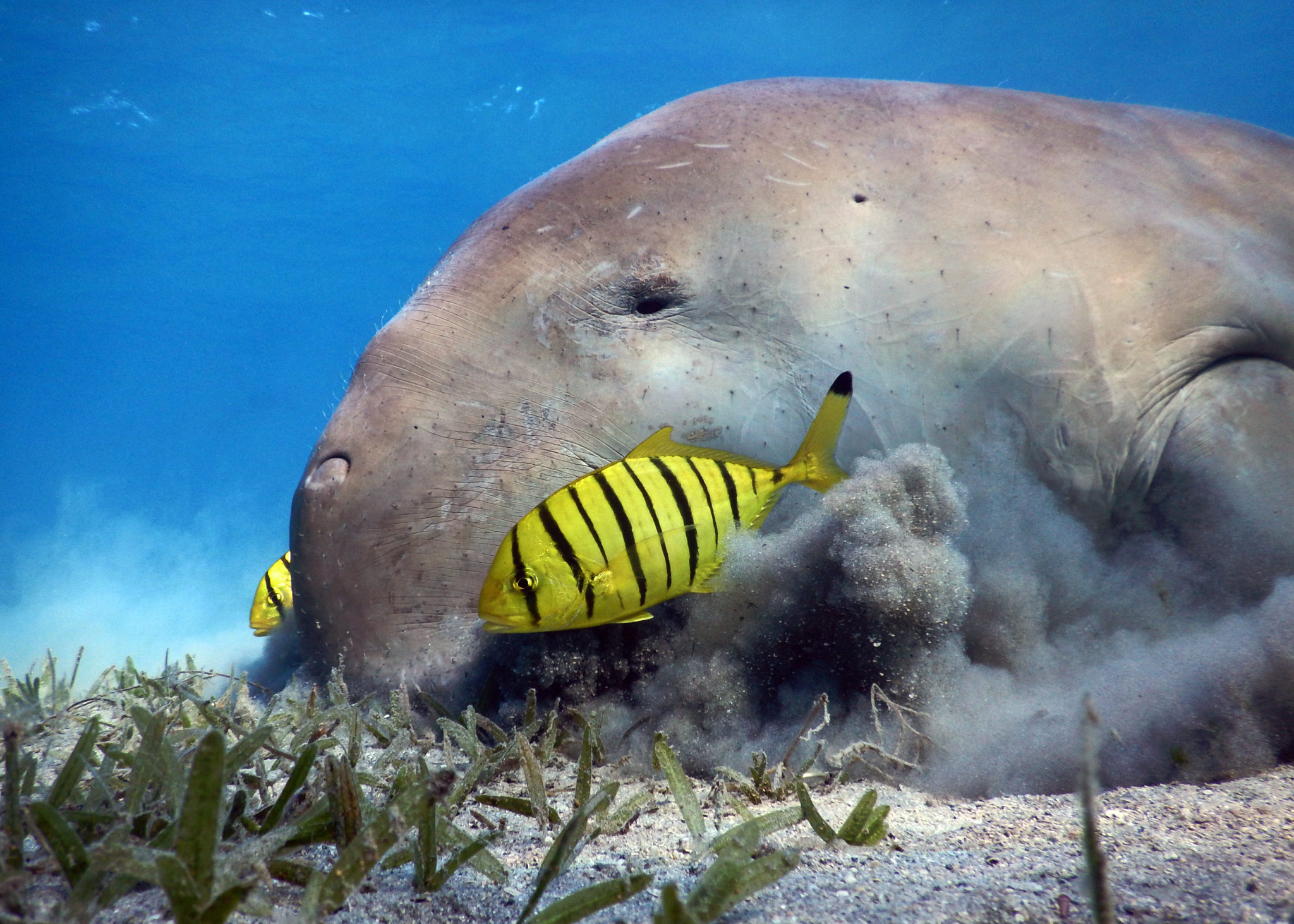Bright fans come together to protect dugongs and seagrass - Seacology