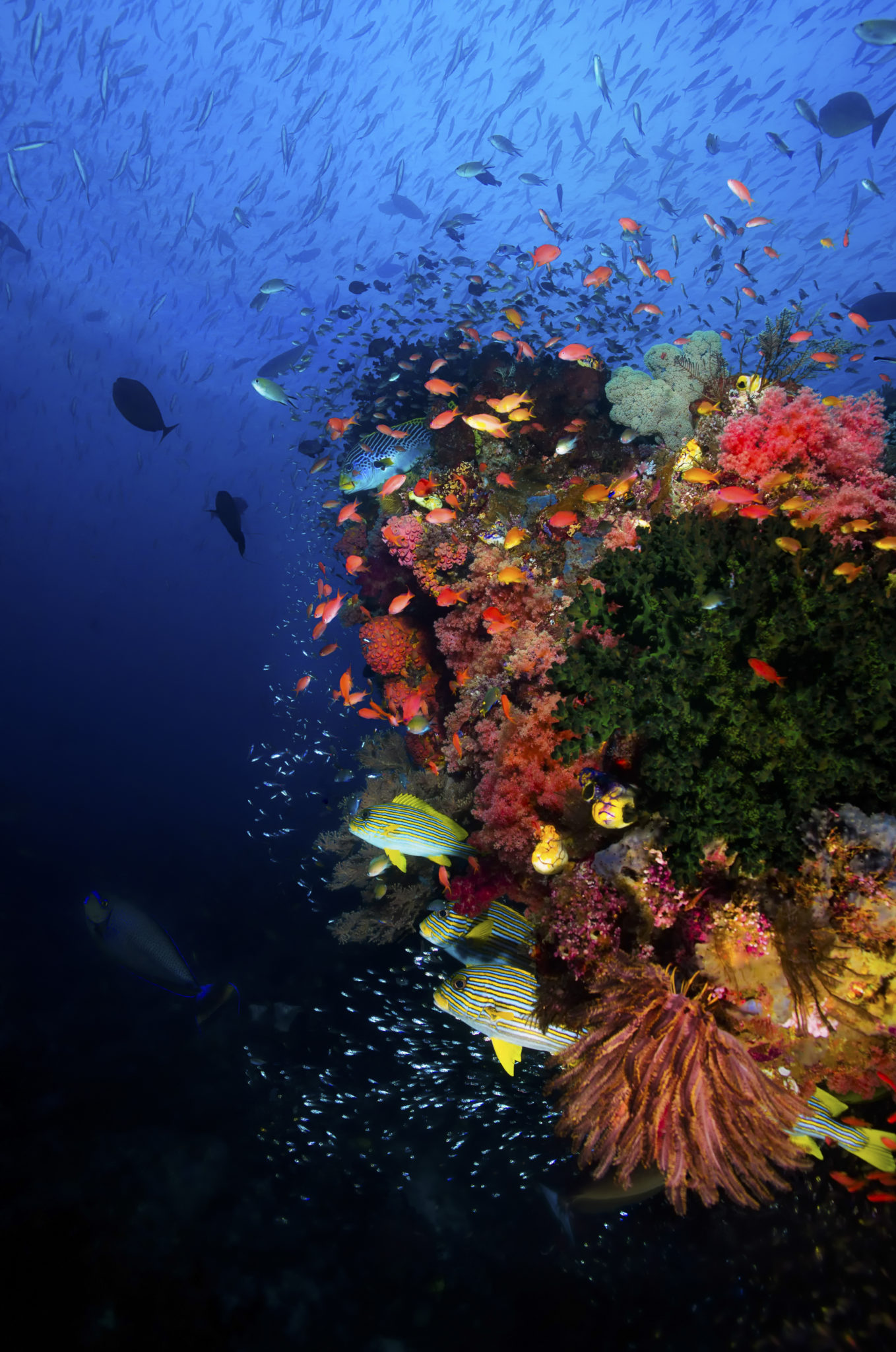 Runi Village - Seacology