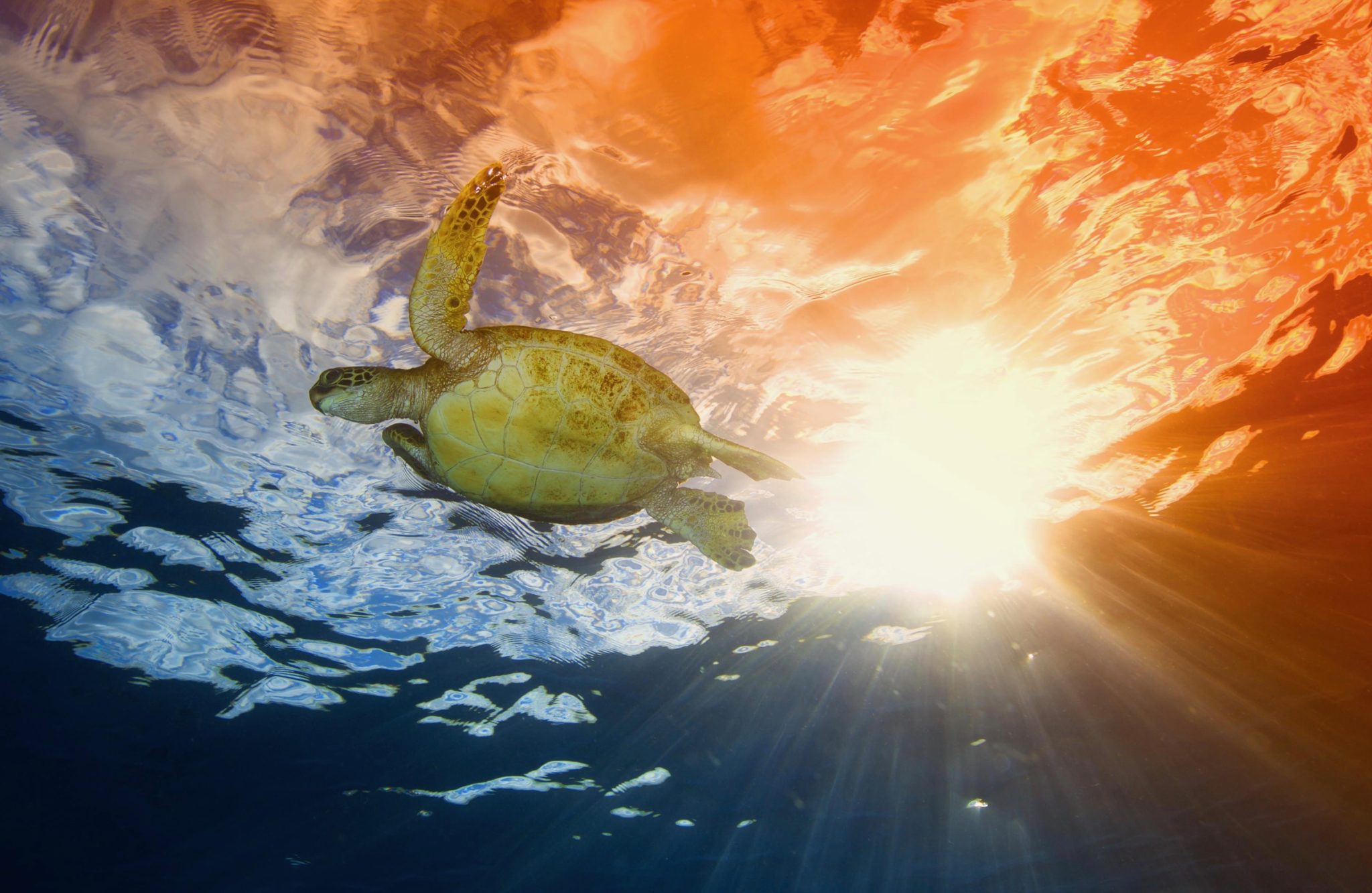 Diverse new projects will protect sea turtles, help islanders fight ...