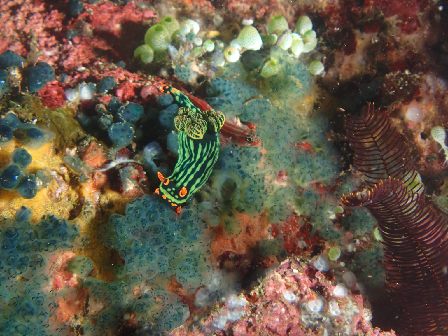 Seacology expedition to the Philippines - Seacology