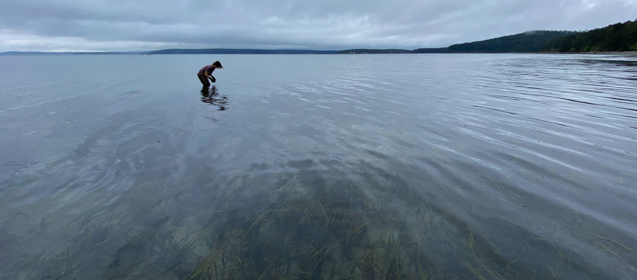 Saving seagrass in Puget Sound - Seacology