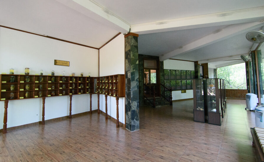 Lanka Mangrove Museum and Learning Center - Seacology
