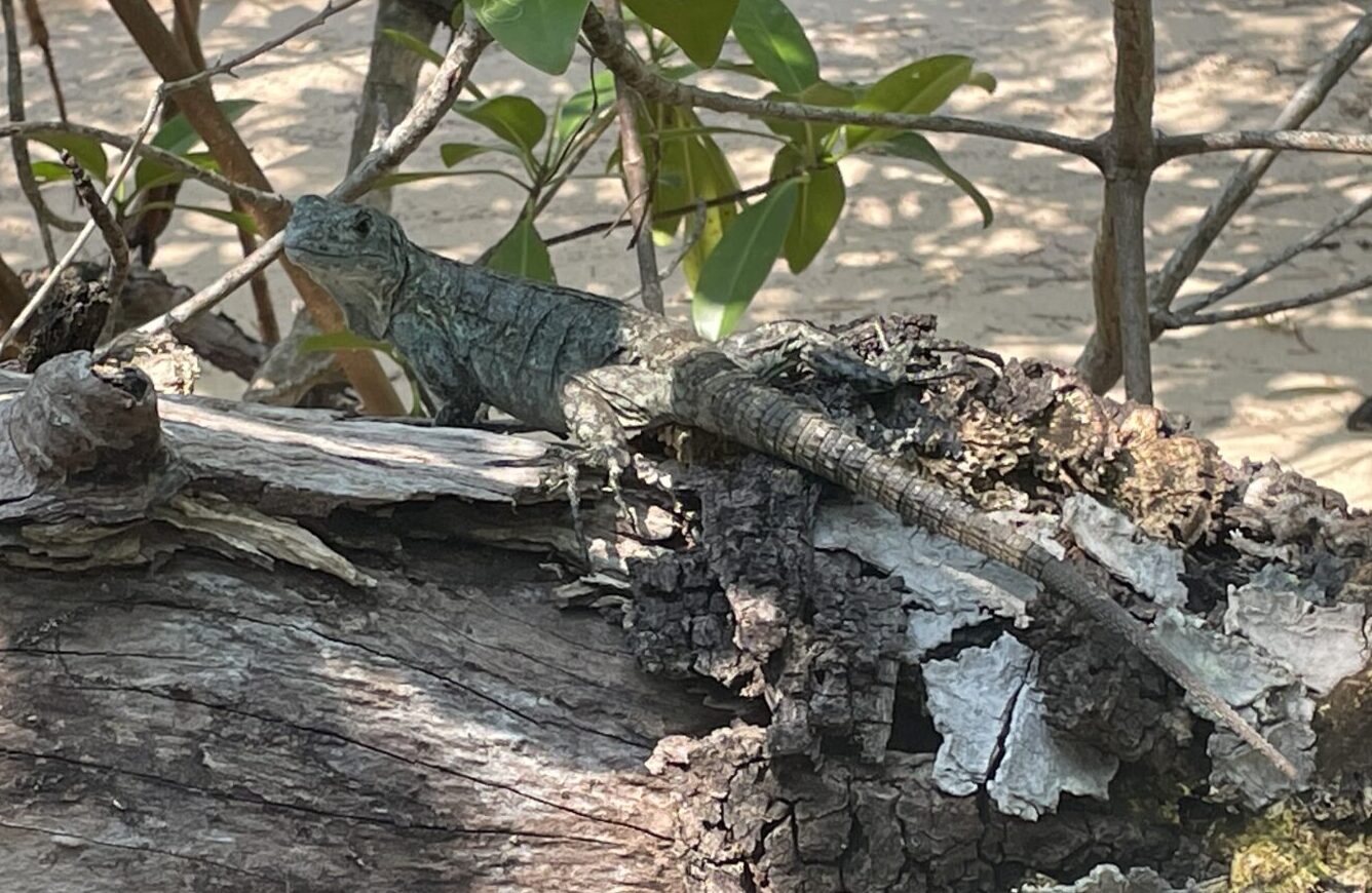 Saving the Swamper: from menu item to mascot - Seacology