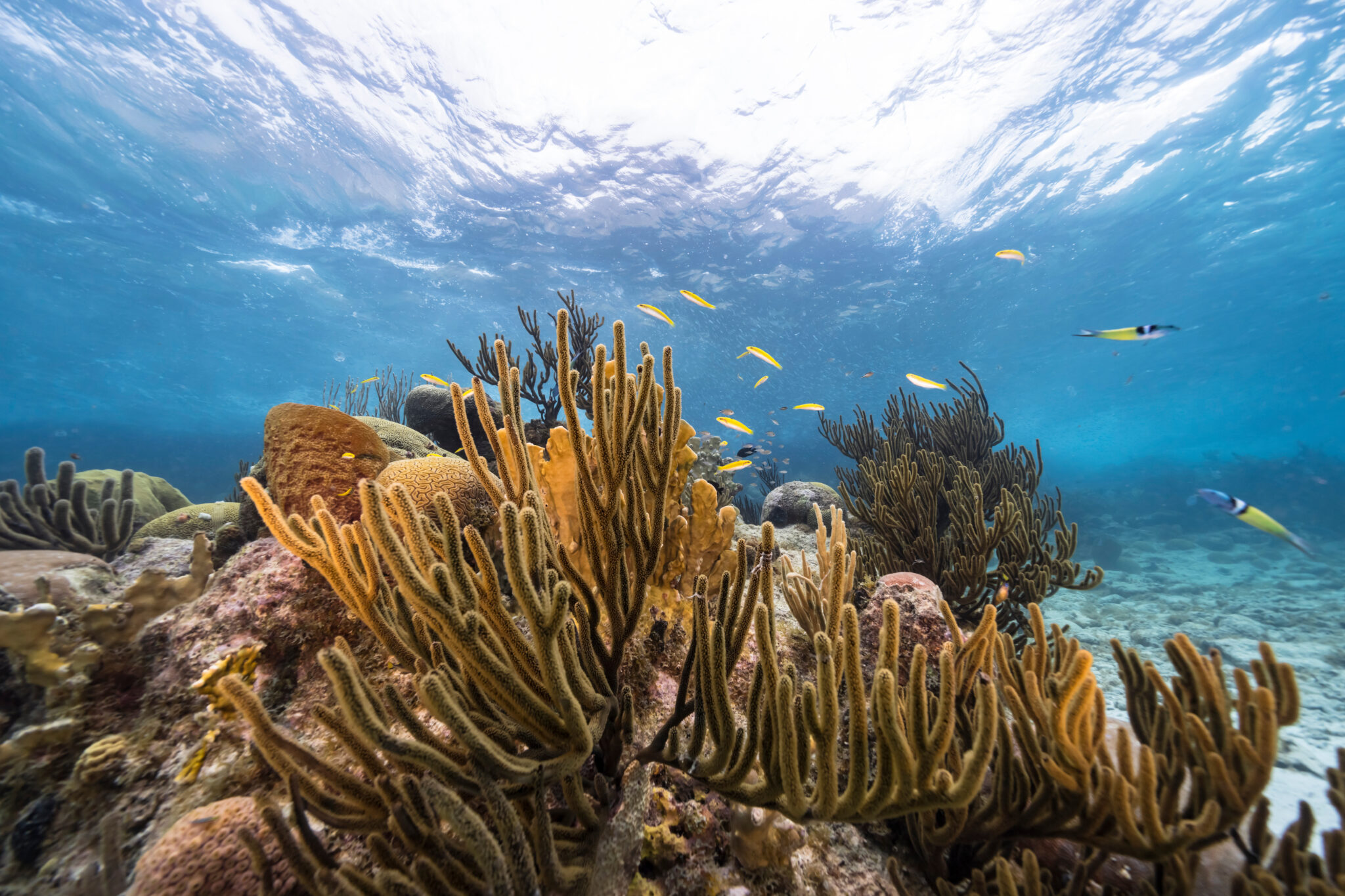 Curaçao Island Coral Restoration - Seacology