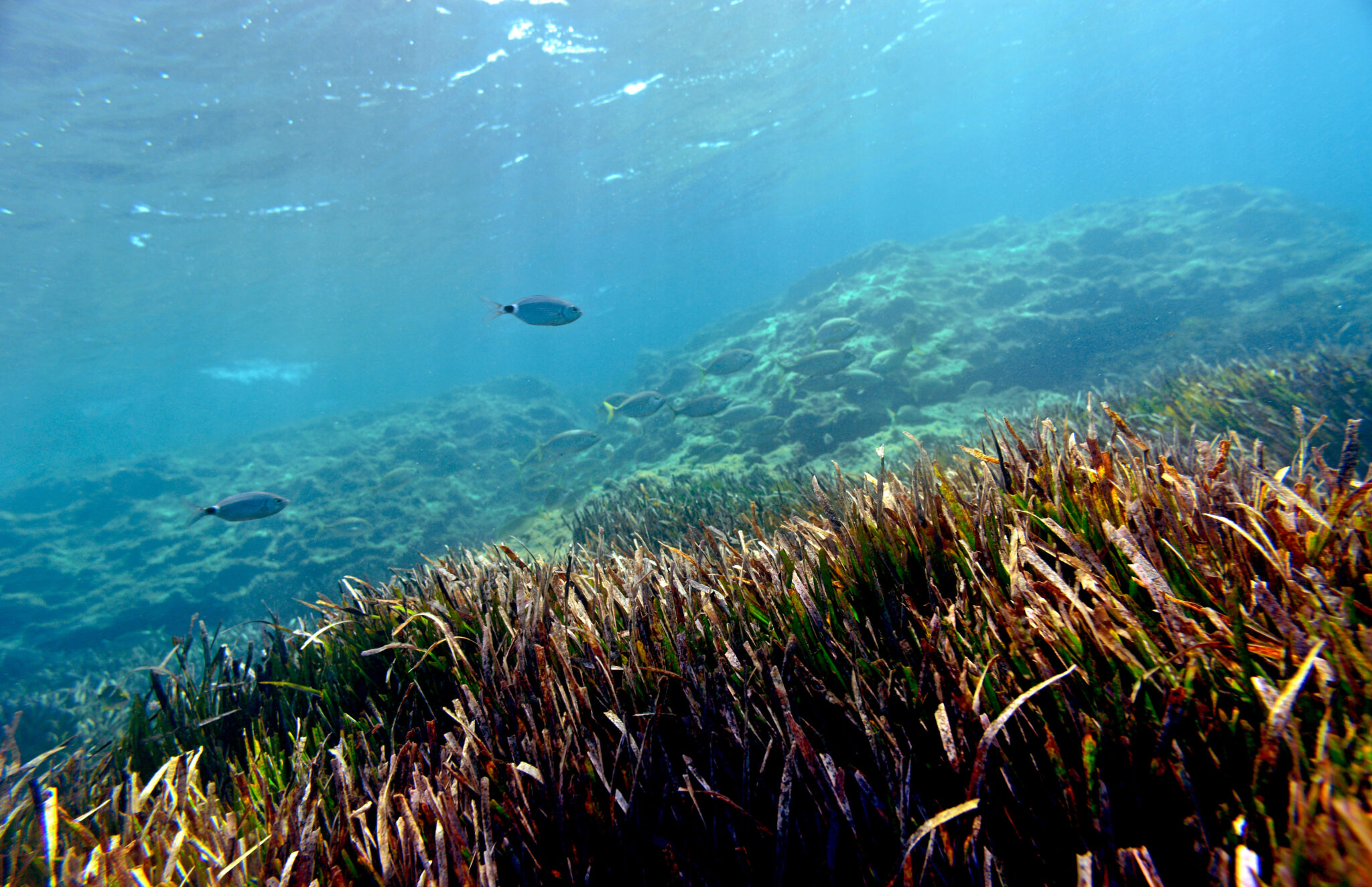 Mallorca Island - Seacology