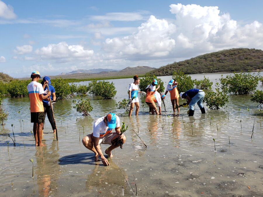 Happy World Mangrove Day! - Seacology