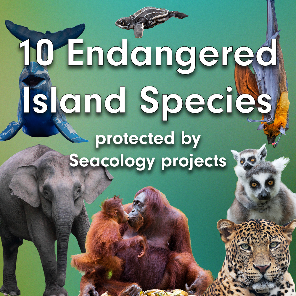 10 Endangered Island Species Protected by Seacology Projects - Seacology