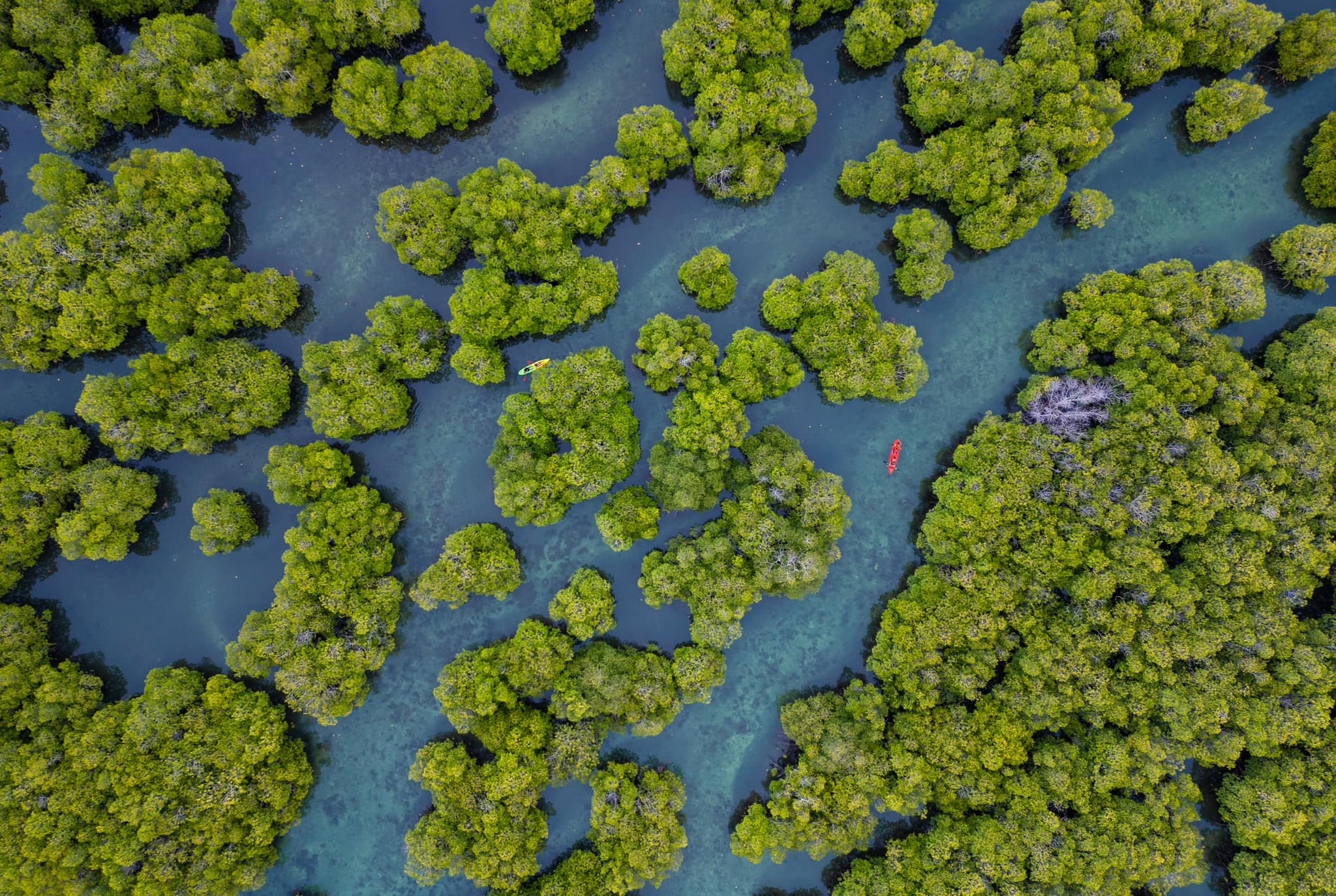Happy World Mangrove Day! - Seacology