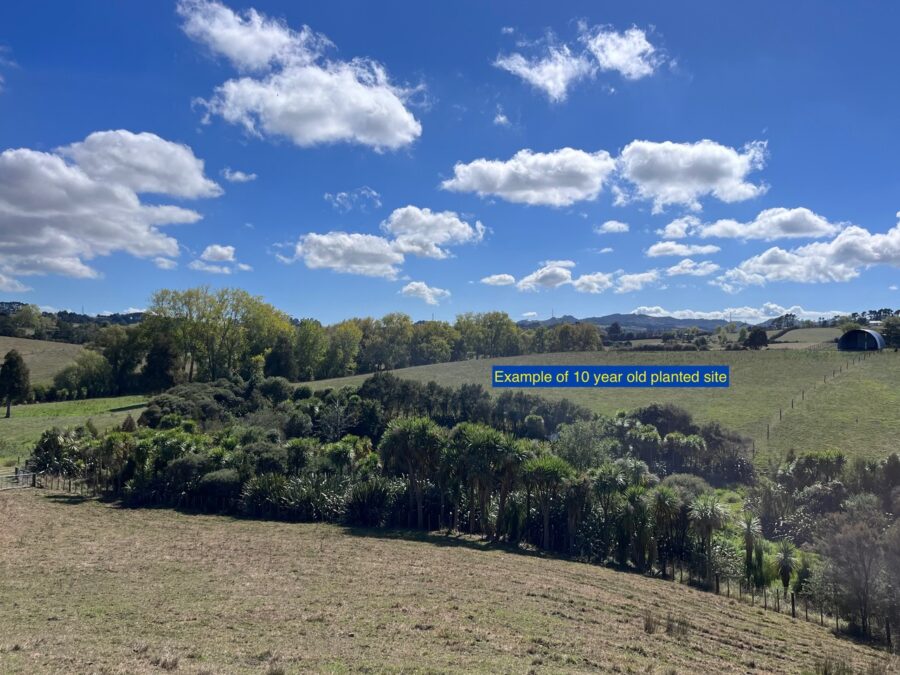 Papakura Stream - Seacology