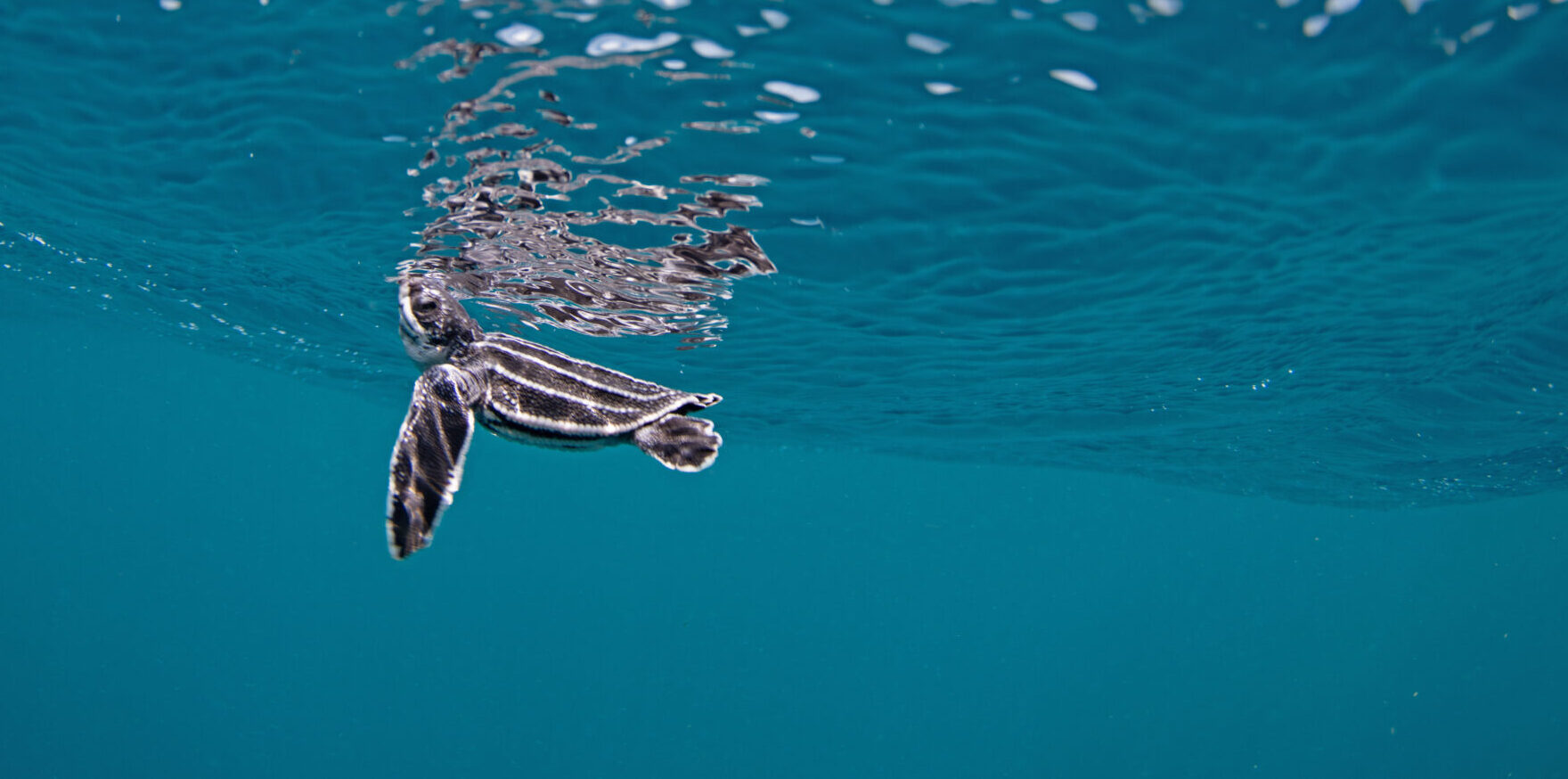 El Jiote Island - Seacology