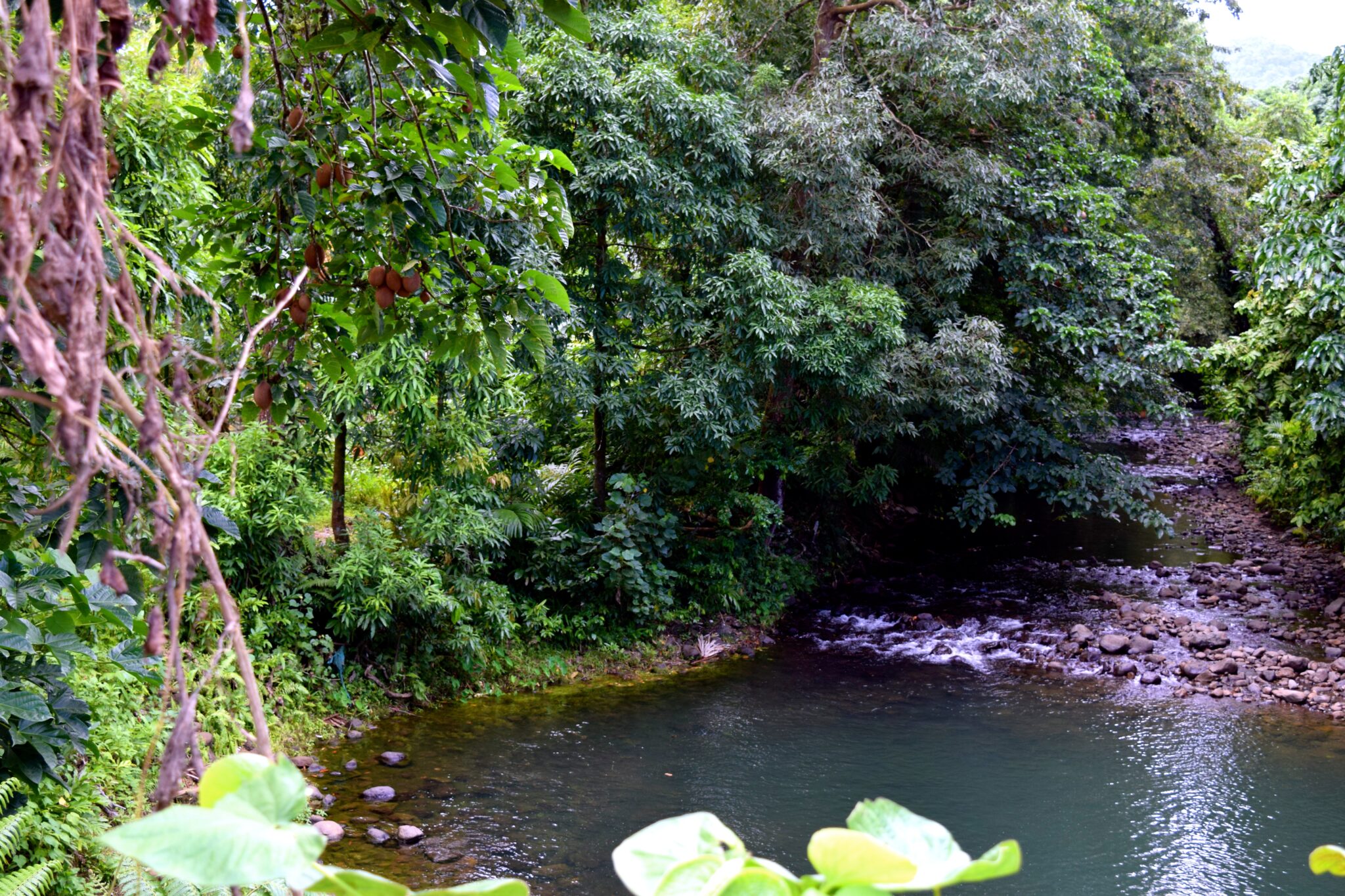 Woaun Koapin Soamwoai - Seacology